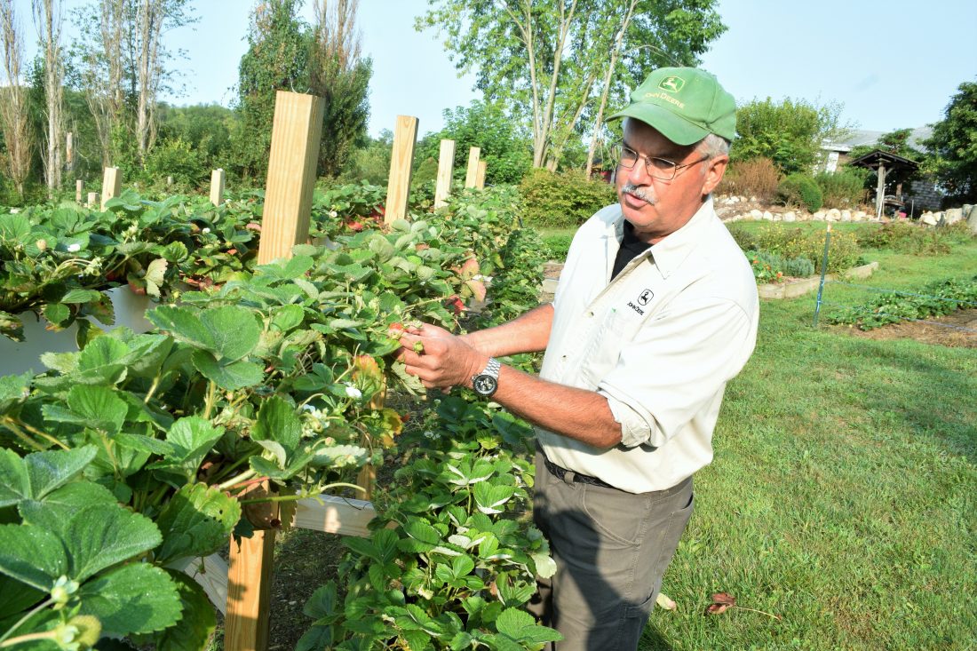 Brooke County farmer has some ‘berry’ good reasons to celebrate | News ...